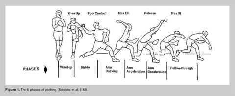Lower Body Muscles That Contribute to Pitching Performance - TopVelocity